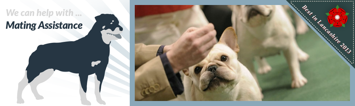 Canine Mating Assistance in Lancashire